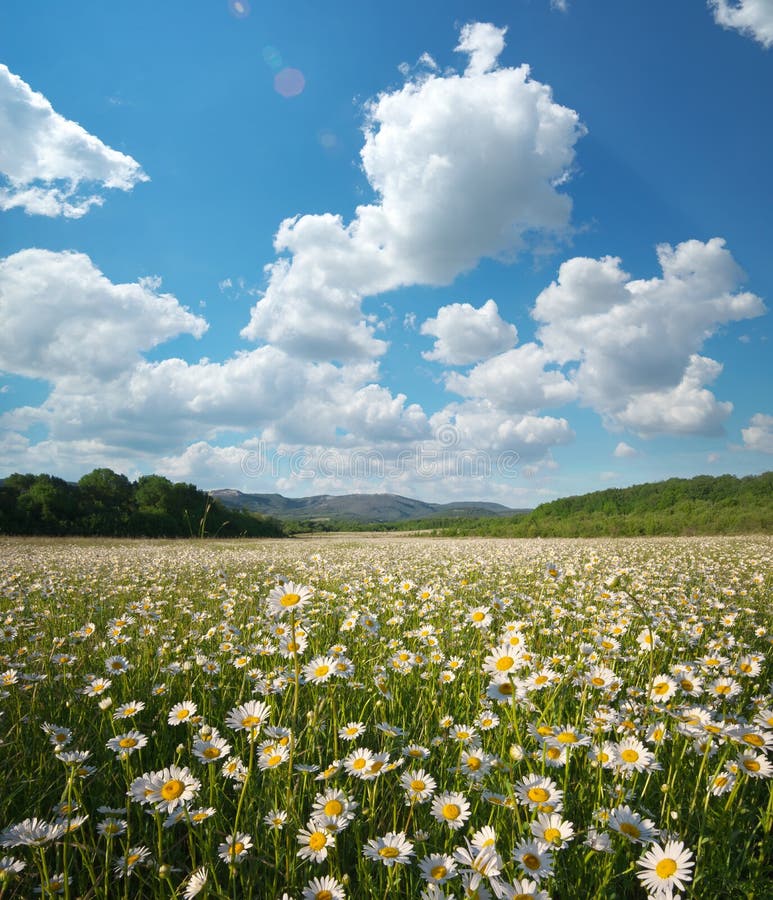 Spring Daisy Flowers in Meadow Stock Photo - Image of grass, field ...