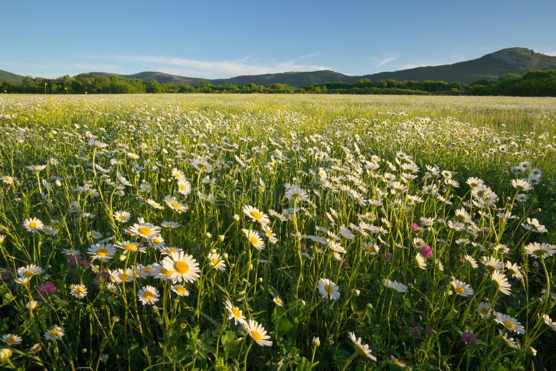 Spring Daisy Flowers in Mountain Meadow Stock Photo - Image of beauty ...