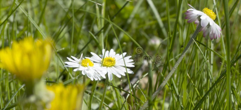 Spring Daisy Grass Field Close Up Stock Photo - Image of daisy, closeup ...
