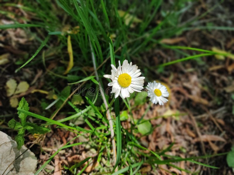 Spring daisy and grass stock photo. Image of meadow - 186052334