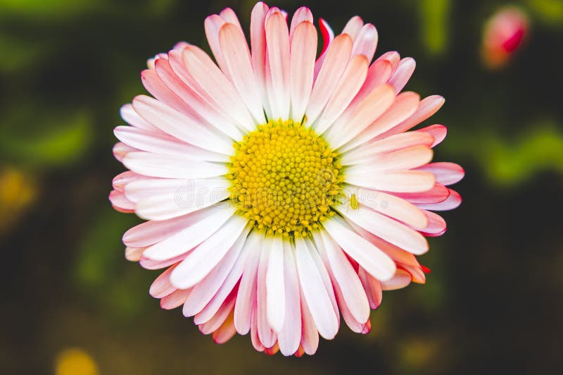 Spring daisy II stock photo. Image of macro, bellis - 185969618
