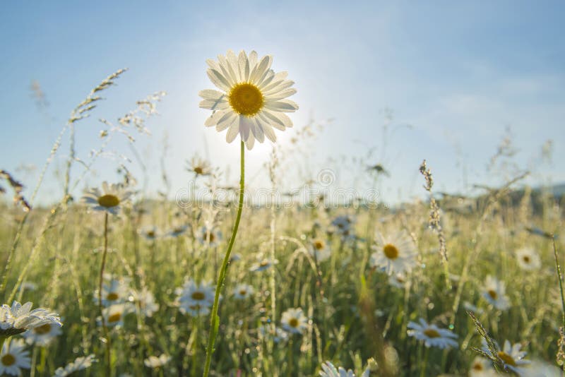 Spring Daisy Portrait and Sunshine at Morning Stock Photo - Image of ...