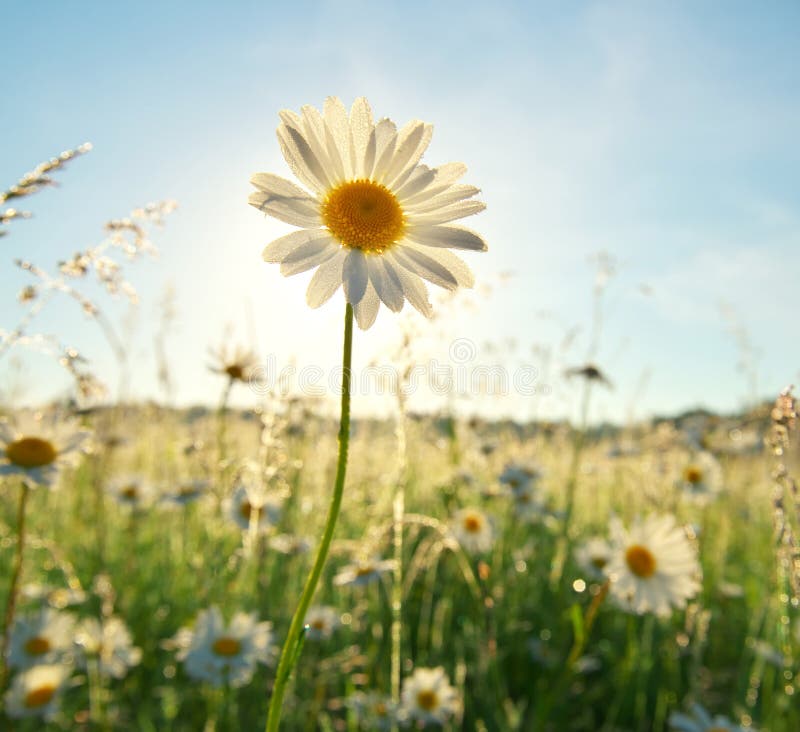 Spring Daisy Portrait and Sunshine Stock Photo - Image of natural ...