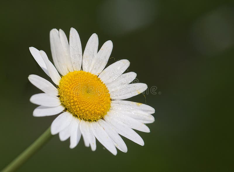 Spring Daisy stock image. Image of daisy, spring, white - 91606373