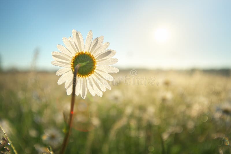 Spring daisy and sunshine. stock photo. Image of daisy - 140403690