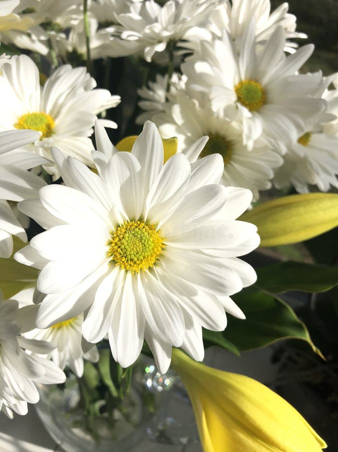 Spring stock photo. Image of fresh, daisy, clean, white - 104813484