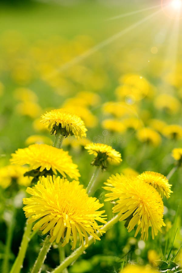 Spring dandelion stock photo. Image of yellow, lighten - 24630724