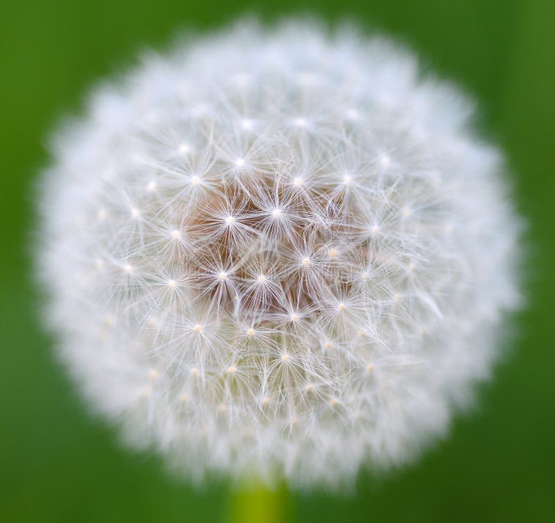 Spring dandelion stock image. Image of nature, flower - 53968107