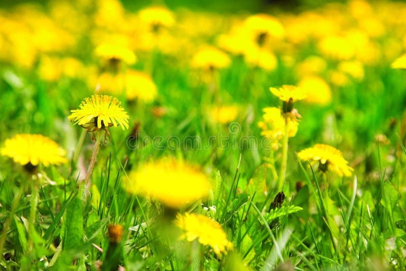 Spring dandelion field stock image. Image of outdoor - 25349873