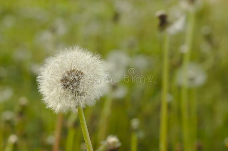 Spring Dandelion Field in Kansas Stock Image - Image of spring, flower ...