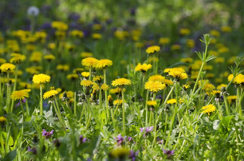 Spring Dandelion Field stock image. Image of blooming - 90901273