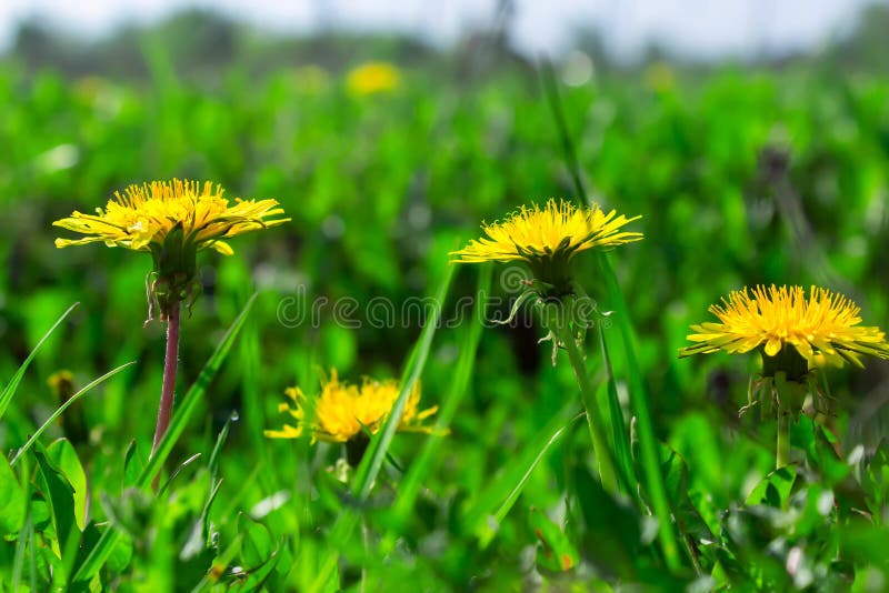 Spring Dandelion Field in Sunny Day. Spring and Summer Background Stock ...