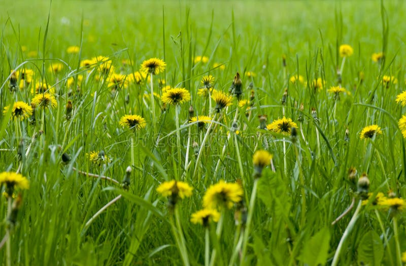 Spring dandelion flowers stock photo. Image of green, bright - 5175378
