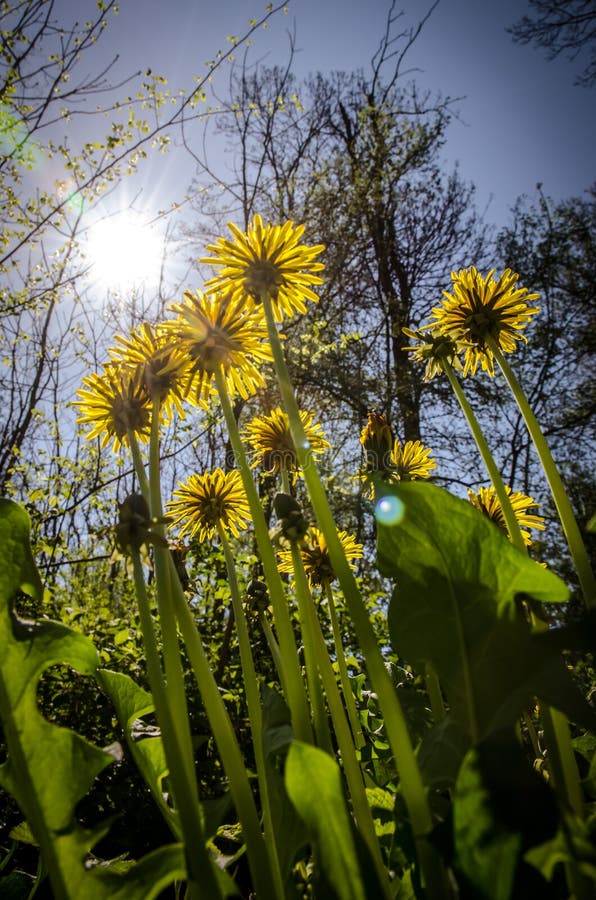 Spring dandelion flowers stock photo. Image of yellow - 85426766
