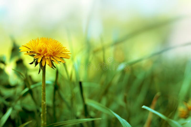 Spring Dandelion in Grass stock photo. Image of daisy - 47998398