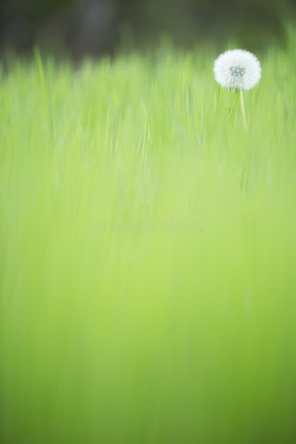 Spring Dandelion in Grass stock photo. Image of daisy - 47998398
