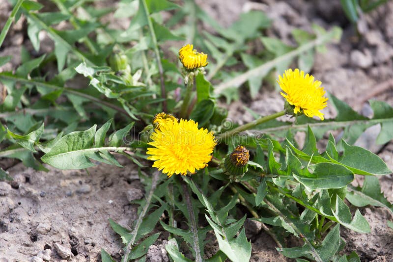 Spring Dandelion in Green Grass Stock Image - Image of yellow, blossom ...