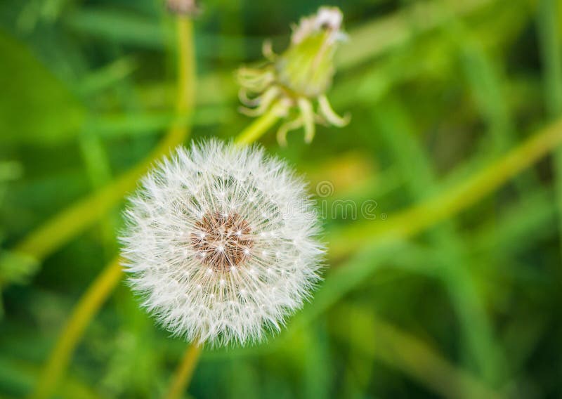 Spring dandelion stock photo. Image of meadow, bright - 43344800