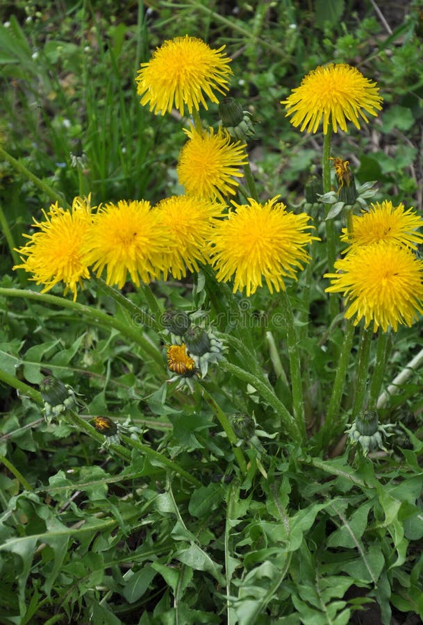 In Spring, Dandelion Blooms in Nature Stock Image - Image of beautiful ...