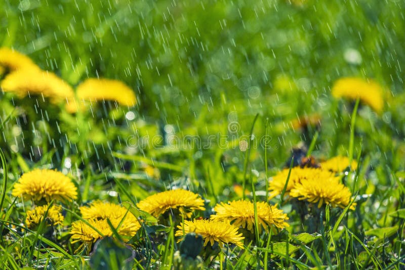 Spring Dandelion in Grass stock photo. Image of daisy - 47998398
