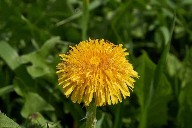 Spring. Dandelions Bloom on a Lawn in the Snezhet River Floodplain ...