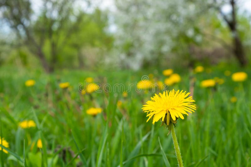 Spring Dandelions Blooming in the Meadow Stock Photo - Image of yellow ...
