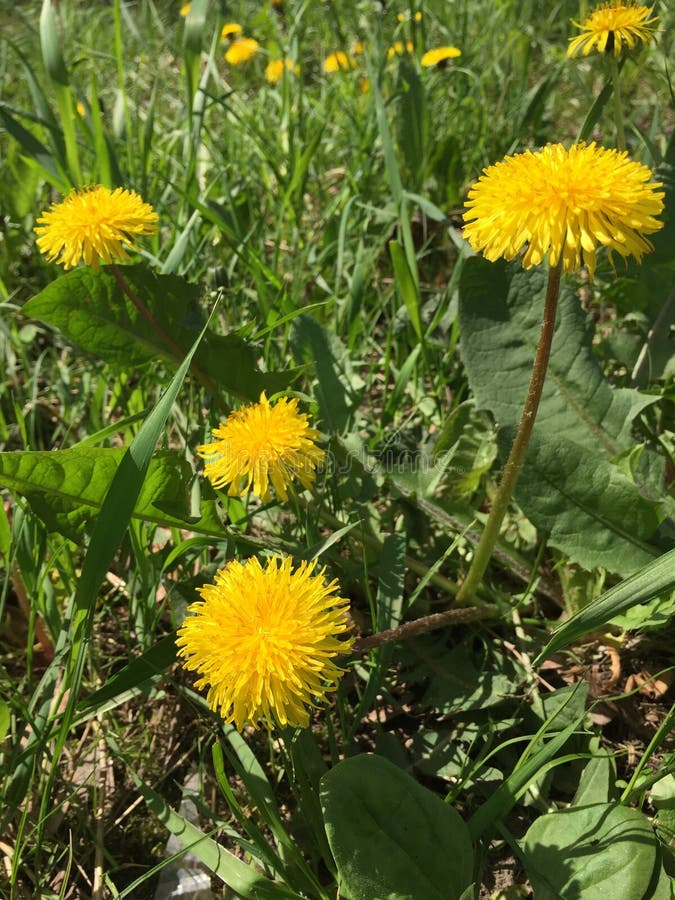 Spring Dandelions stock image. Image of grass, verdure - 53421245