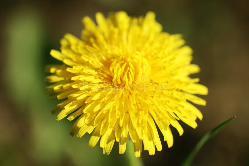 Spring Dandelions on a Green Background. Daylight Stock Image - Image ...