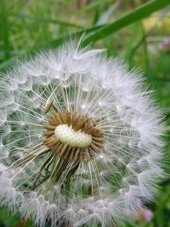 Spring Dandy lion stock image. Image of dandy, spring - 115177517