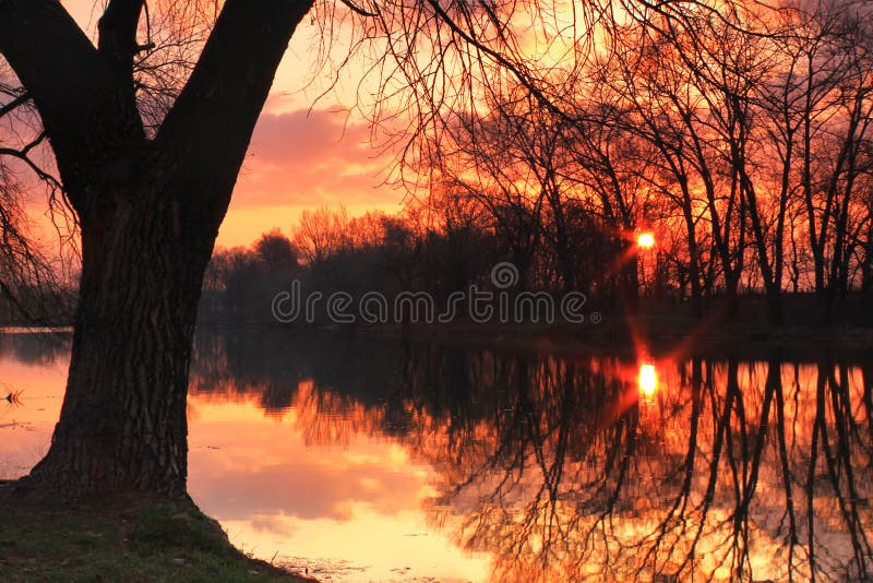 Spring Dawn stock photo. Image of gold, cane, edges, foggy - 19743386