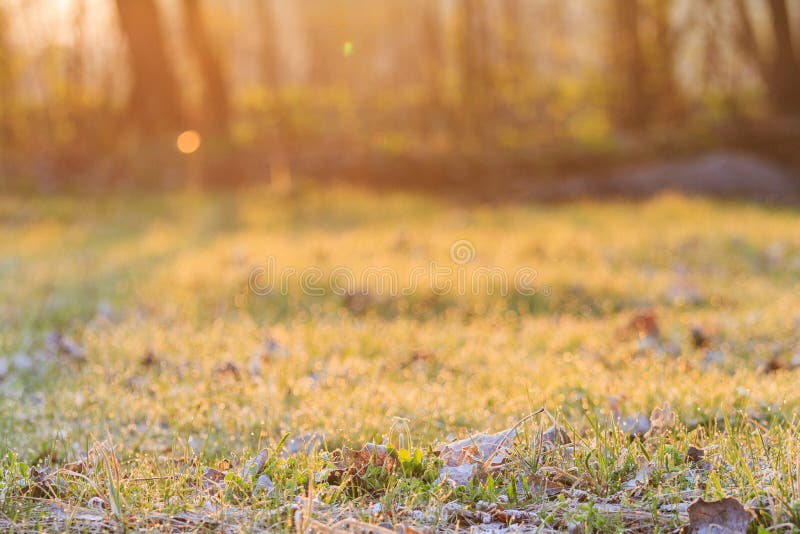 Spring Dawn Behind the Meadow Stock Image - Image of clouds, leaf ...