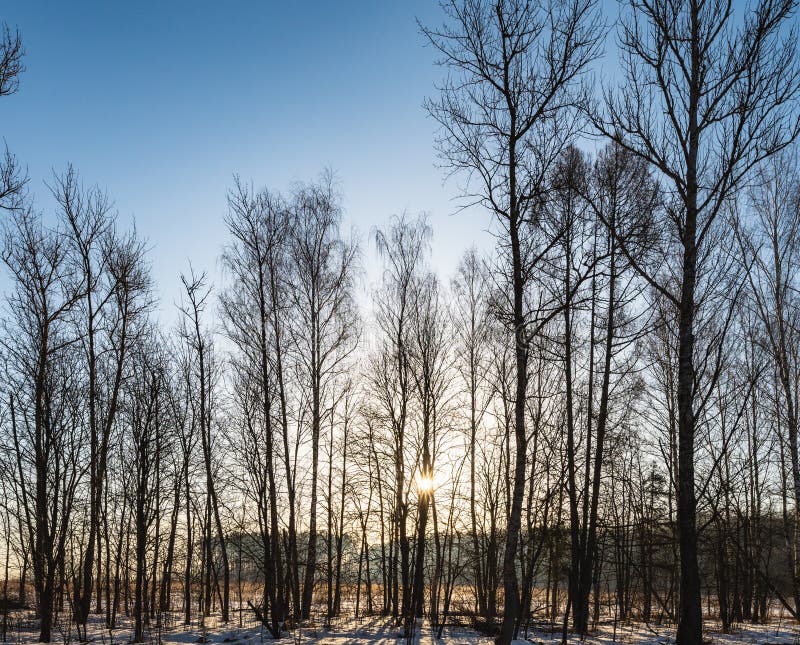 Spring dawn in the forest stock image. Image of sunlight - 215331289