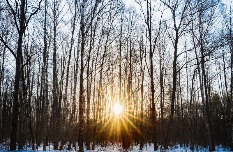Spring dawn in the forest stock photo. Image of scenics - 215331326