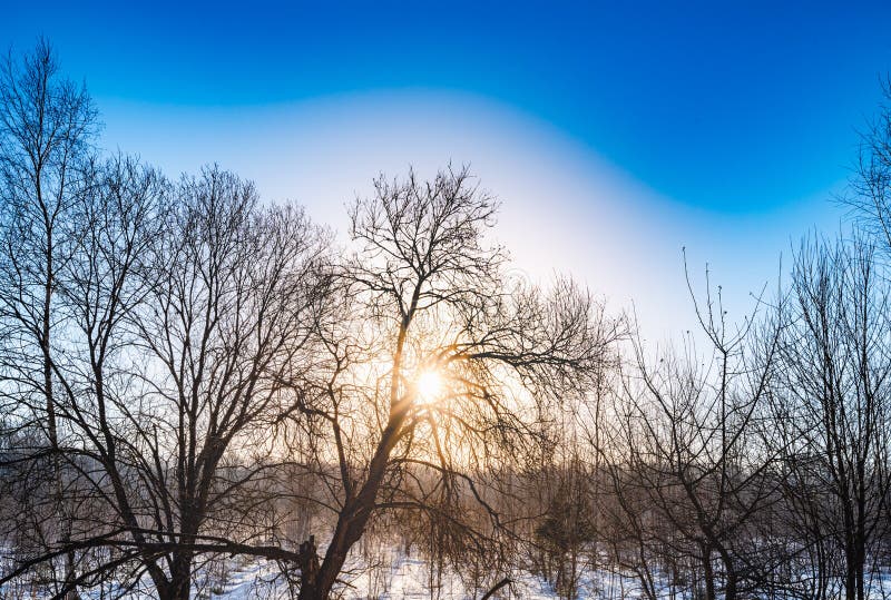 Spring dawn in the forest stock image. Image of peaceful - 215331329
