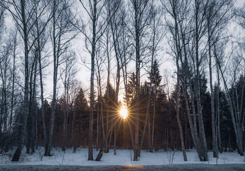 Spring dawn in the forest stock image. Image of nature - 215331347