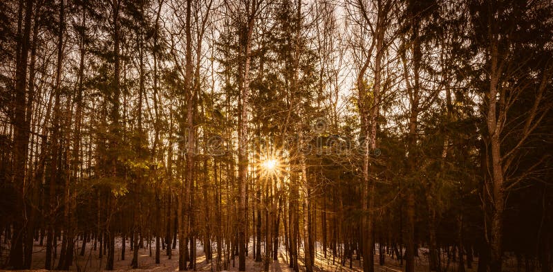 Spring dawn in the forest stock photo. Image of season - 215331384