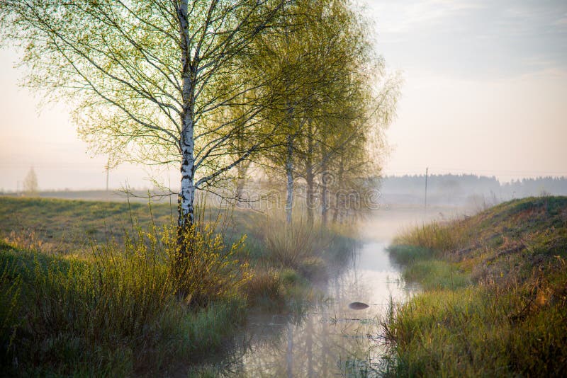 Dawn Landscape, Bare Spring Oak Tree Stock Photo - Image of landscape ...
