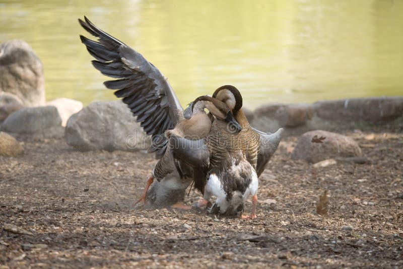 Spring day stock photo. Image of goose, ritual, tournament - 14153554