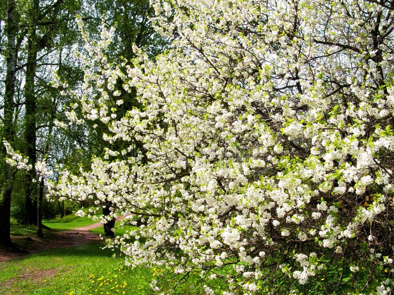 Blooming cherry tree stock photo. Image of spring, floral - 132875500