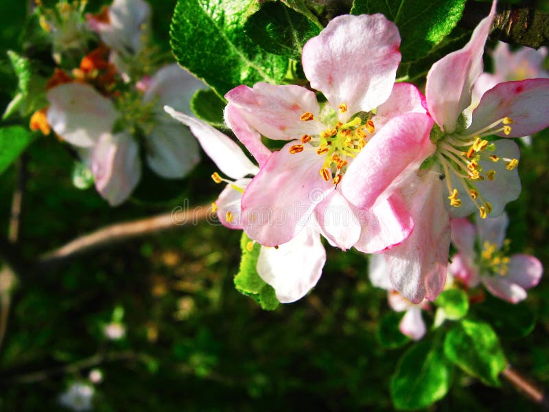 Spring Day and Branches of Apple Blossoms in the Garden Stock Image ...
