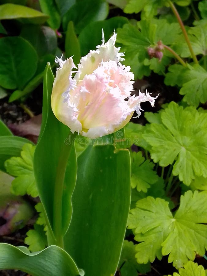 Flowering of the Double White Tulip Stock Photo - Image of shrub ...