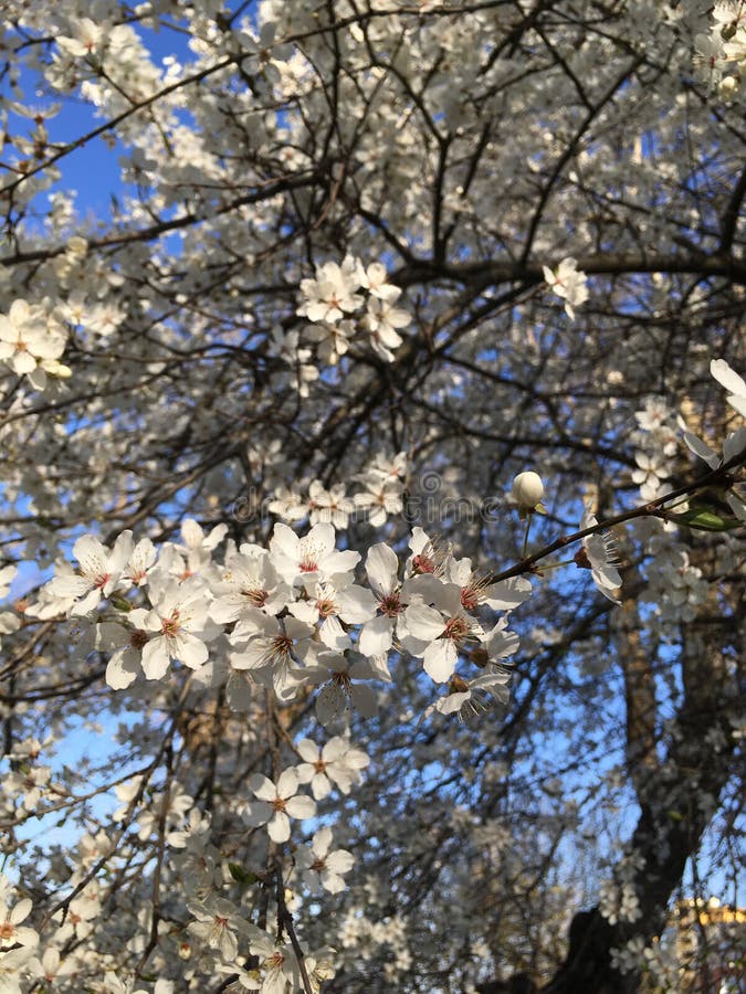 Spring Day, Flowering Trees, First Flowers Bloom Stock Photo - Image of ...