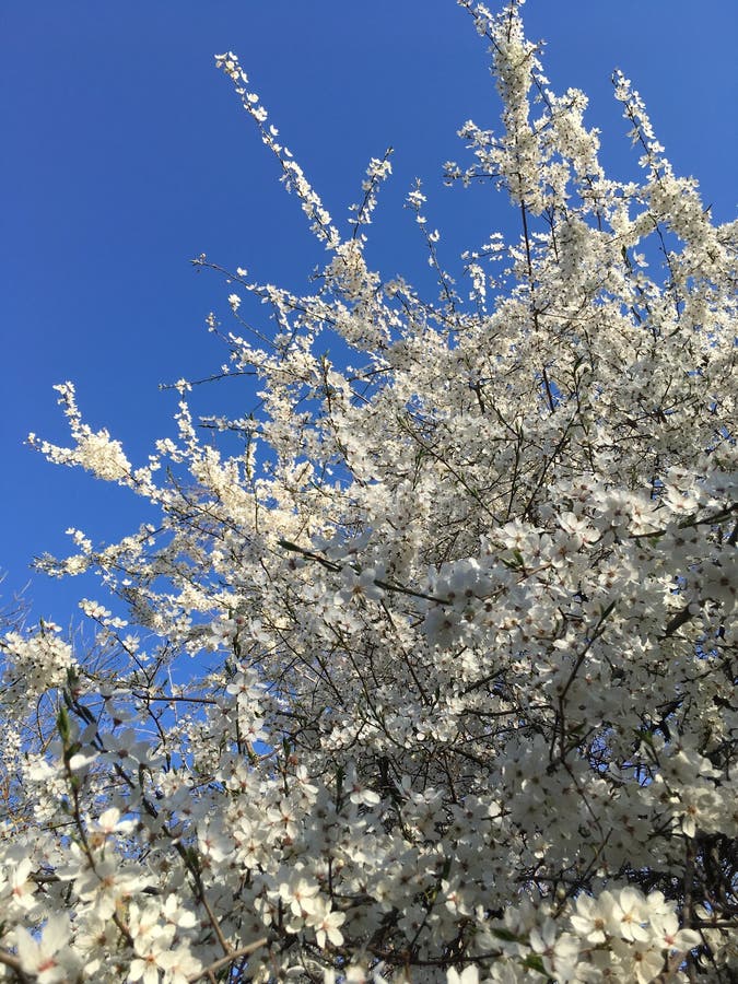 Spring Day, Flowering Trees, First Flowers Bloom Stock Photo - Image of ...