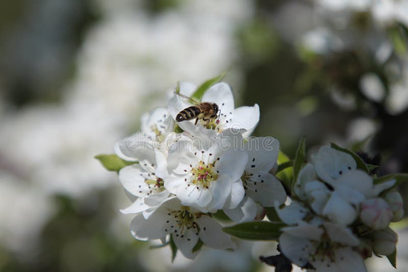 Spring Day, Flowering Trees, First Flowers Bloom Stock Image - Image of ...
