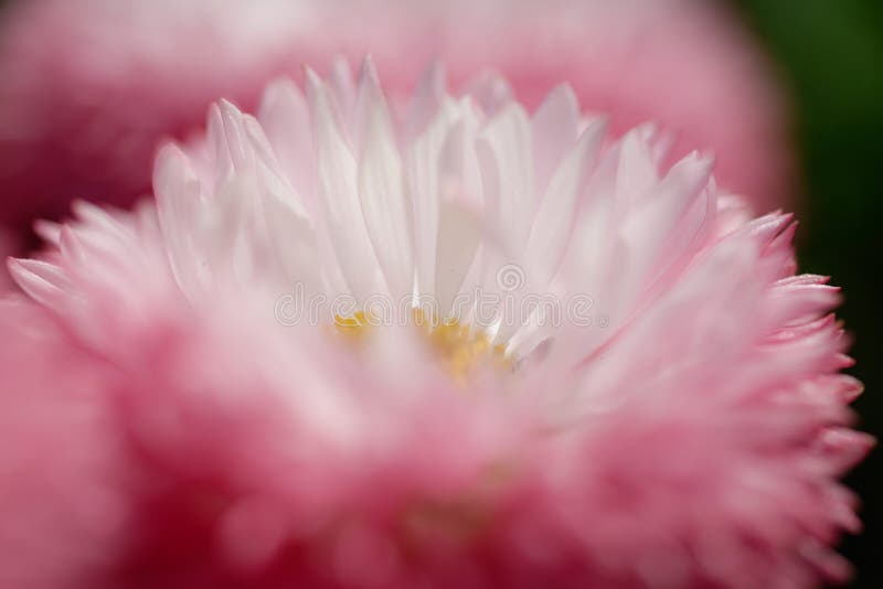 Spring day stock photo. Image of bloom, spring, purple - 78460792