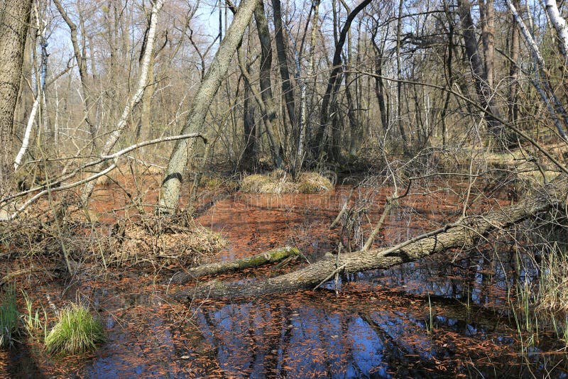 Spring day on forest bog stock photo. Image of landscape - 144288246
