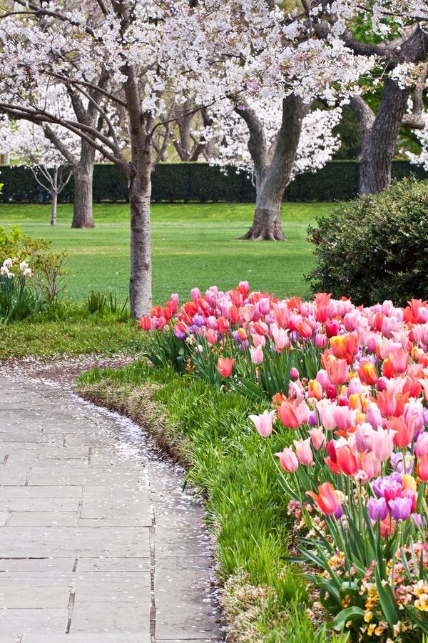 Spring Day in a Park with Blooming Trees Stock Image - Image of trees ...