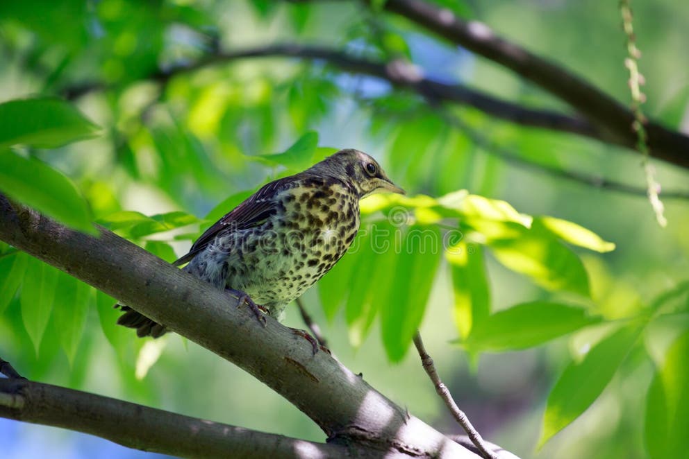 Spring Day Thrush Sitting on a Tree Branch. Stock Image - Image of beak ...