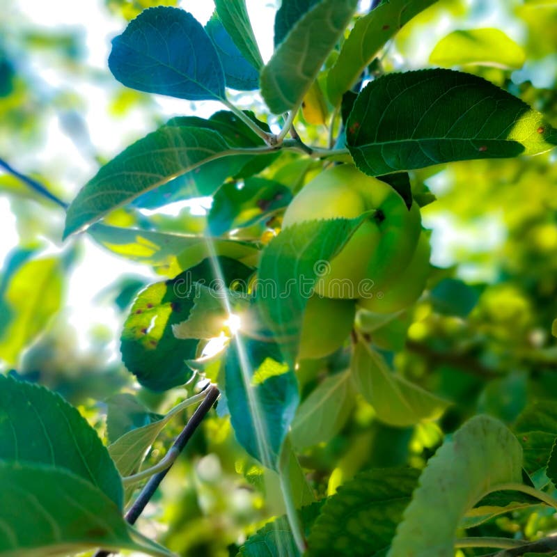 Spring days. Green apple stock photo. Image of evergreen - 211919590