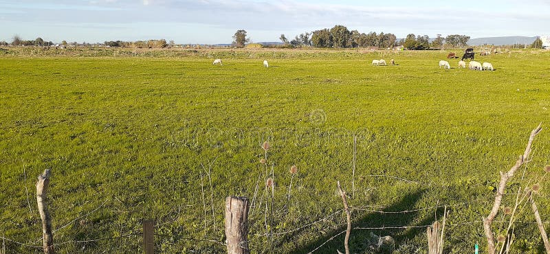 Spring days stock image. Image of trees, days, spring - 176382973
